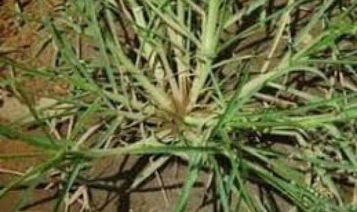 petua rawat kurap secara tradisional, rumput sambau | Lazada