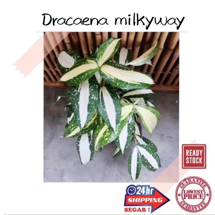 [GG real plant] dracaena surculosa milky way ^ lucky bamboo indoor ...