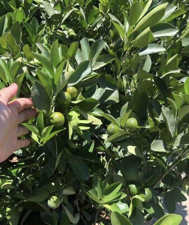 CALAMANSI PLANT | Lazada PH