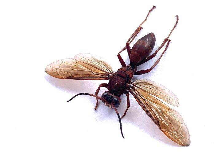 Awetan serangga tawon NDAS | Lazada Indonesia