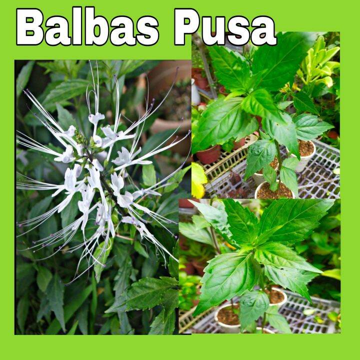 BALBAS PUSA FRESH LEAVES ONLY ( Taheebo) | Lazada PH