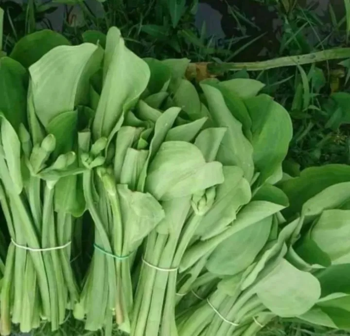 Daun genjer sayur genjer segar 300 gram | Lazada Indonesia