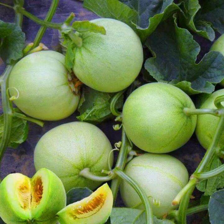 Benih Tembikai Susu Jepun Manis 10pcs/Honeydew Japan/日本甜瓜籽 | Lazada