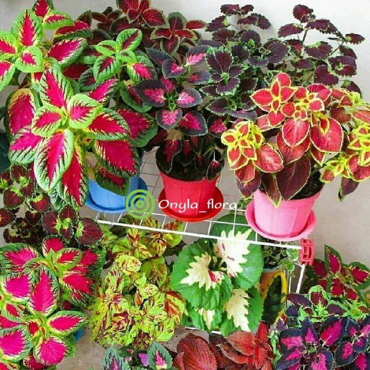 Tanaman Gantung Indoor Paketan 3 Miana Murah Bibit Tanaman Gantung ...