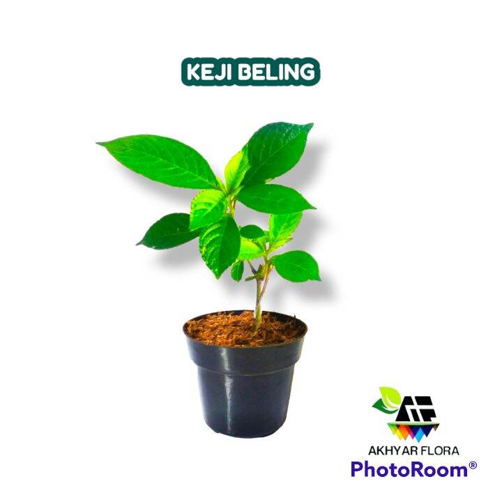 Tanaman Herbal Daun Keji Beling Keci Beling | Lazada Indonesia