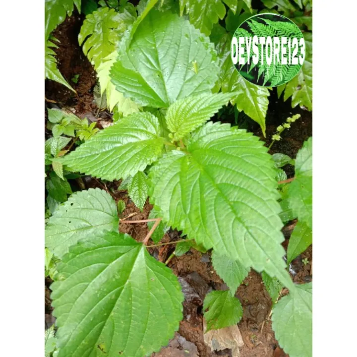 Daun Jelatang tanaman daun gatal atow daun pulus 500 grm | Lazada Indonesia