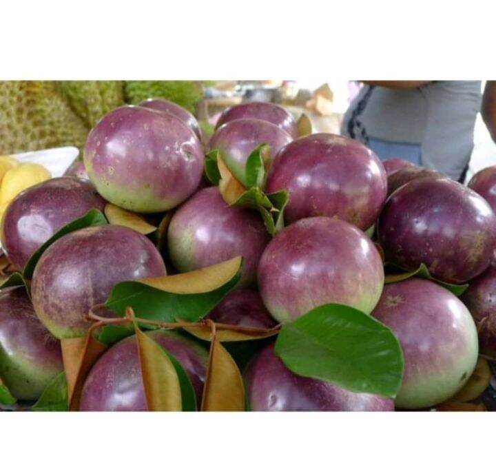 anak pokok apel susu | Lazada