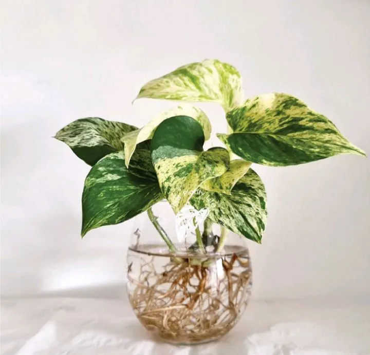 Pothos Marble Queen/Sirih Gading Variegated ((tanaman rumah hidup+bunga ...