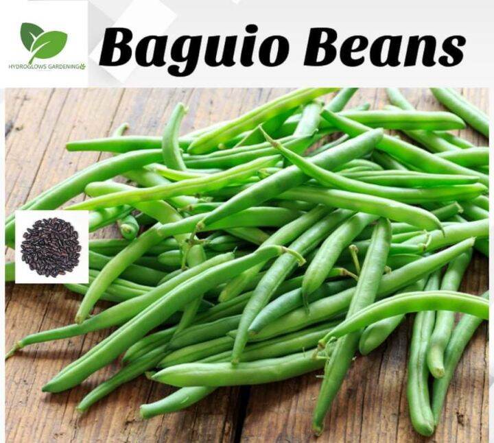 BAGUIO BEANS SEEDS ( 5 SEEDS ) - 1 Pack | Lazada PH