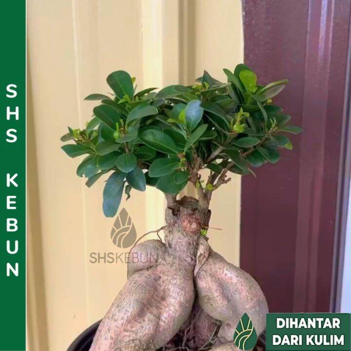 Big Ficus Ginseng Ficus retusa Ficus Bonsai Ginseng Besar 盆景人参榕/活植物 ...
