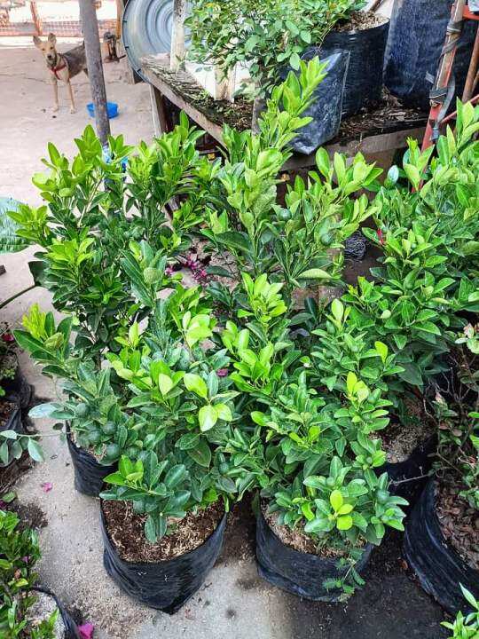 Live Plant Grafted Plant Marcoted Plant Tree Kalamansi Plant Calamansi ...