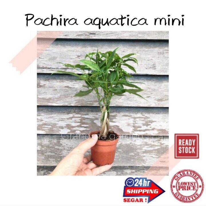 (GG real plant) pachira aquatica mini ^ pokok hidup hiasan rumah feng ...
