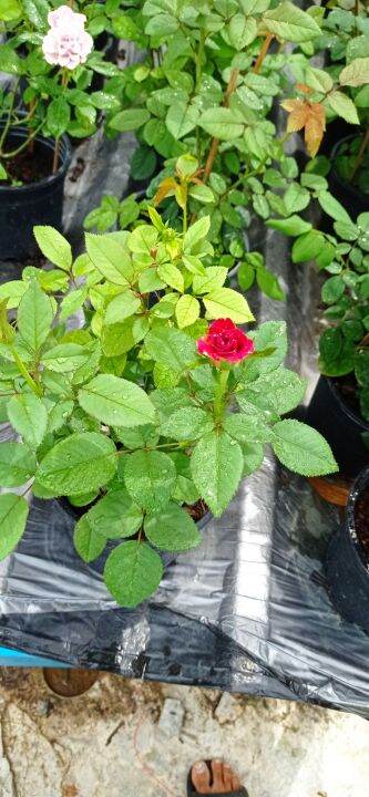 pokok rose kampung Dalam pasu | Lazada