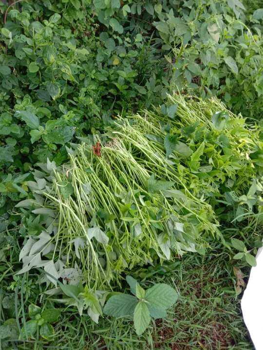 kamoteng baging/ for planfing(50cuttings) | Lazada PH