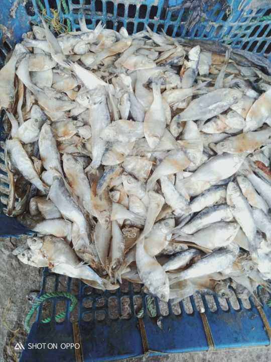 ikan asin rucah/campur fresh gurih bisa cod cocok dimakan pake nasi ...