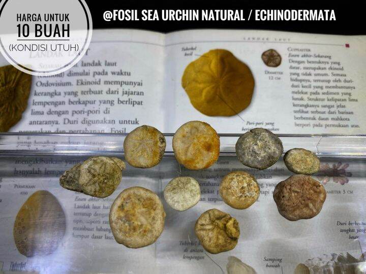 Fosil Landak Laut Purba B10 atau Fosil Sea Urchin atau Fosil Echinoid ...