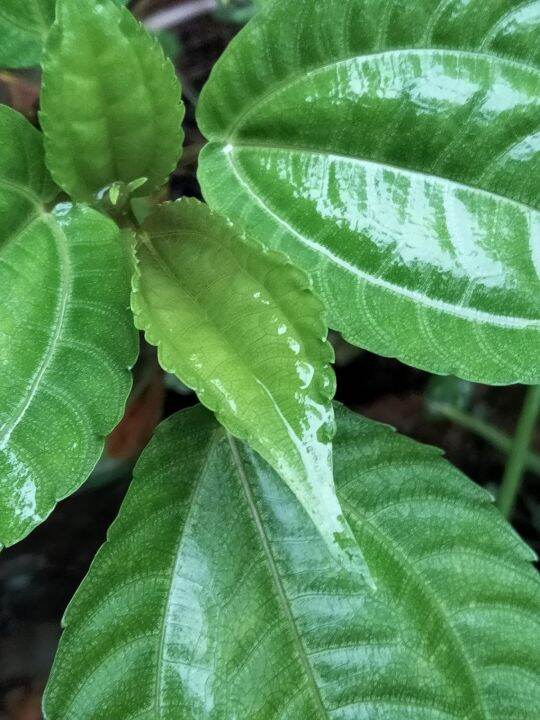 daun pohpohan segar lalaban enak /500 gram | Lazada Indonesia