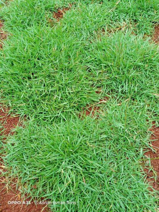 rumput Peking atau rumput Jepang paket 1 meter persegi | Lazada Indonesia