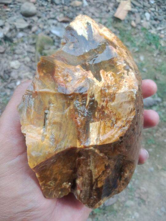 FOSIL KAYU DADAP SUPER KRISATAL SEKALI TEMBUS SENTER | Lazada Indonesia