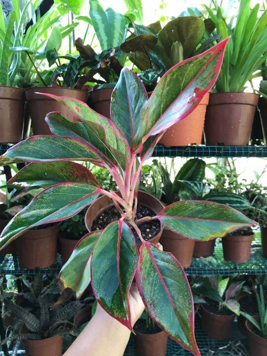 Aglaonema red gold / Aglaonema siam aurora / Live plant / Garden ...