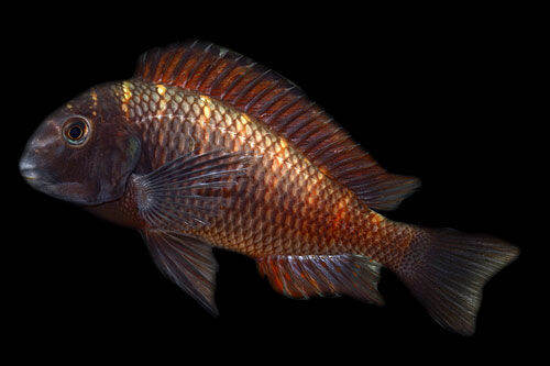 FireCracker Cichlid fish juvenile Freshwater Fish 5cm | Lazada