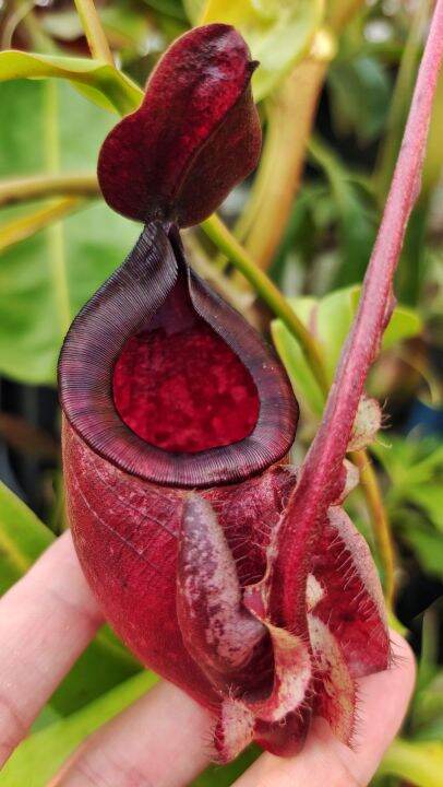 N.orbiculata 'winged' x 'tiger' hybrid seedgrown | Carnivorous pitcher ...