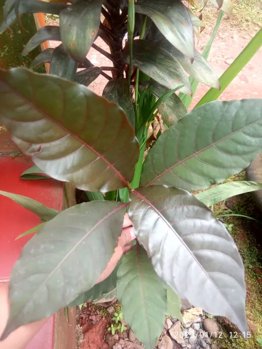 daun handeuleum fress herbal 100gr | Lazada Indonesia