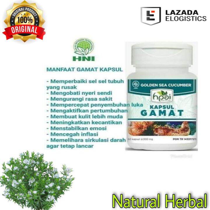 kapsul gamat emas HNI // Gamat Herbal HNI HPAI Untuk Nyeri Sendi ...