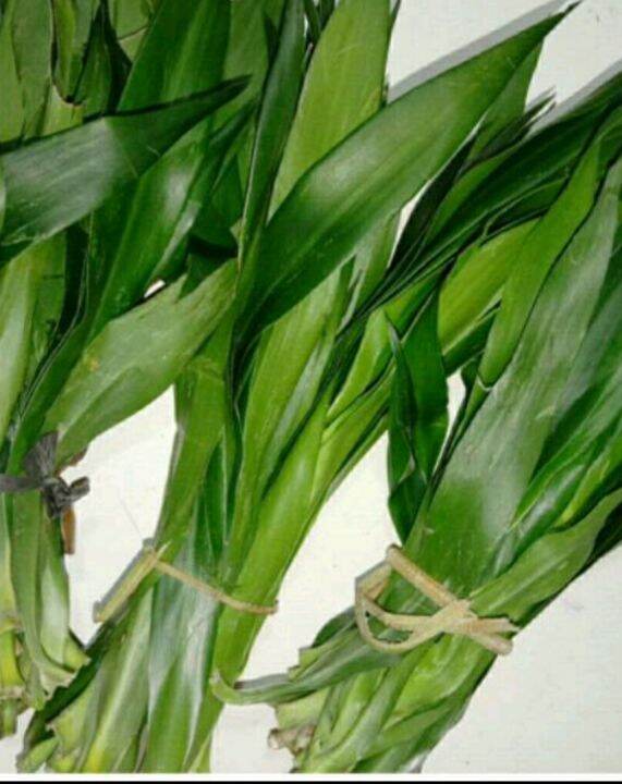 Daun Suji Segar Petik Dadakan Isi 20 Helai Perikat Herbal Penambah ...