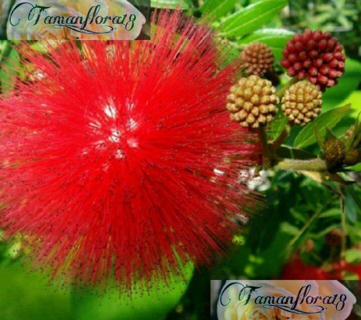 Tanaman hias bunga Kaliandra - bunga kaliandra tanaman hias cantik ...