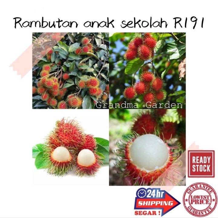(GG real plant) anak Pokok rambutan anak sekolah ^ cpt berbuah hybrid ... (GG real plant) anak Pokok rambutan anak sekolah ^ cpt berbuah hybrid ...