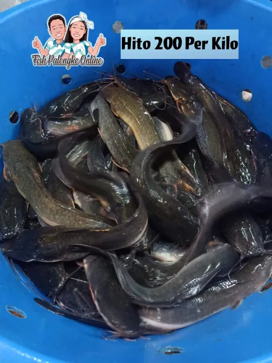 Hito, 2-3 pcs. 1kg | Lazada PH