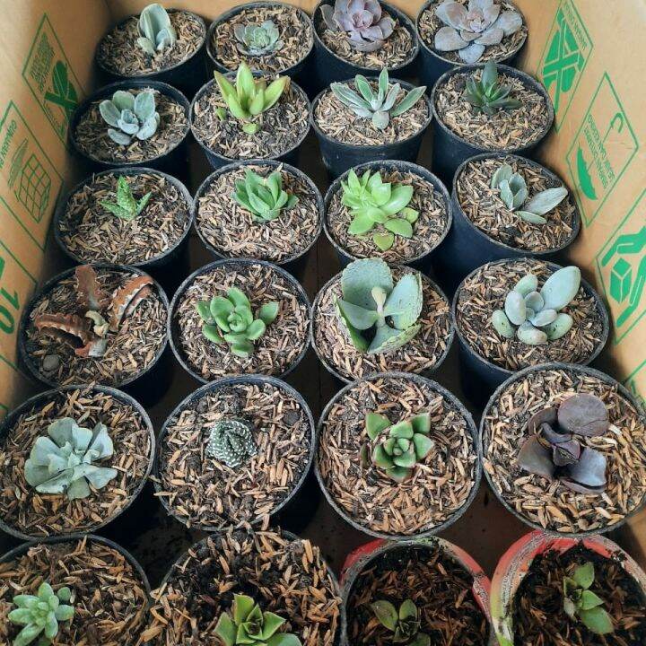 Paket 15 Sukulen dan Kaktus Mini | Lazada Indonesia