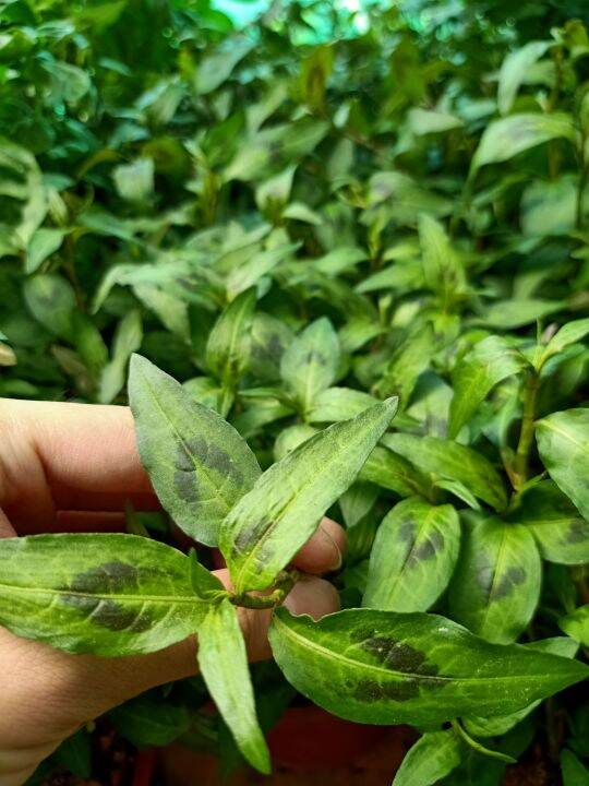 [Paling Horticulture Sdn Bhd] Real Daun Kesum | Laksa Leaf | Vietnamese ...