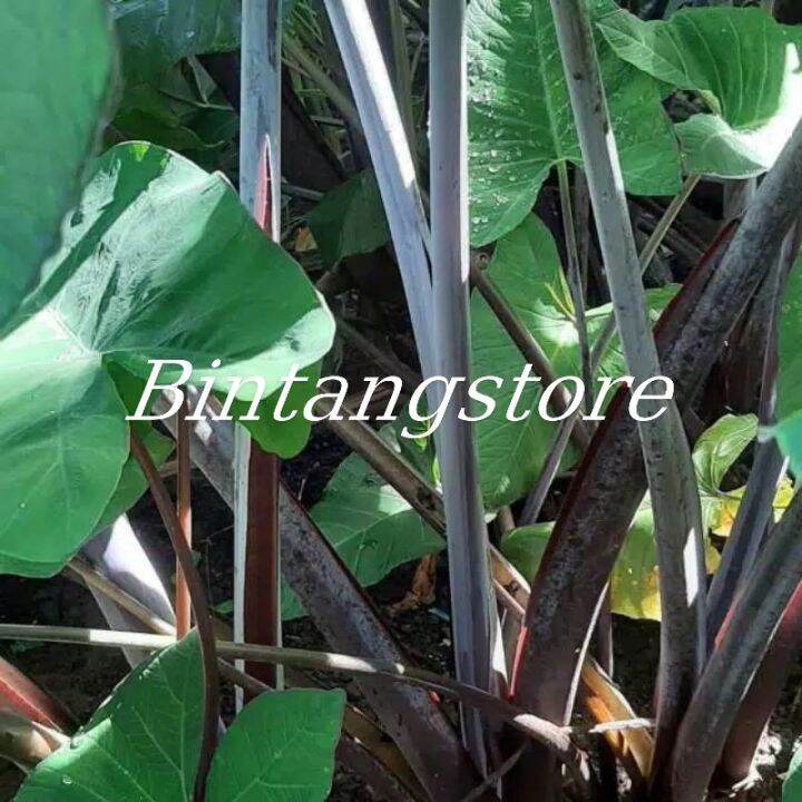 Jual daun talas hitam 40 lembar | Lazada Indonesia