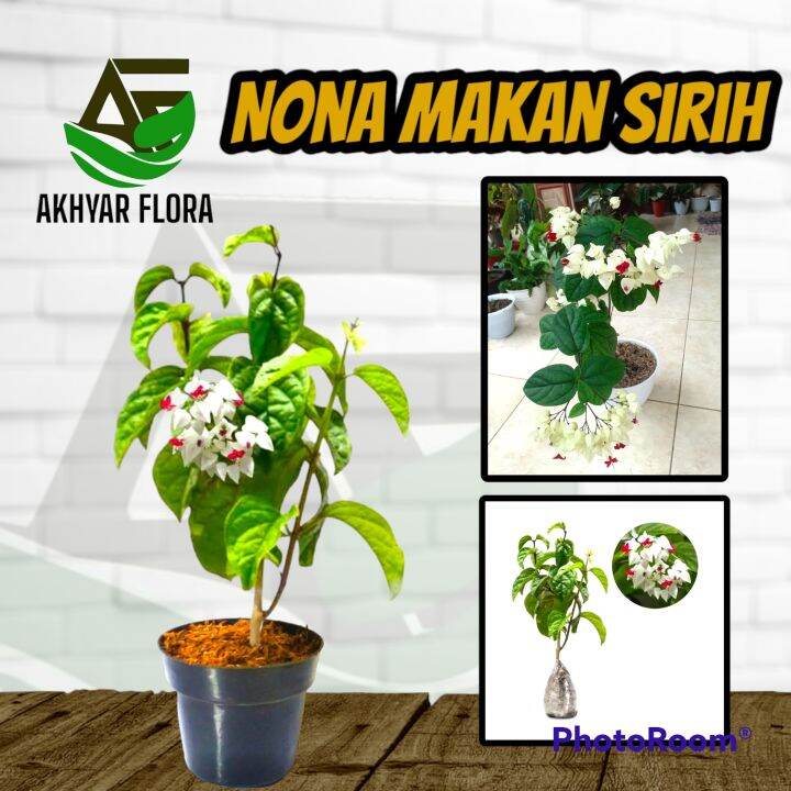 Tanaman Hias Bunga Nona Makan Sirih Kembang Nona Makan Sirih | Lazada ...