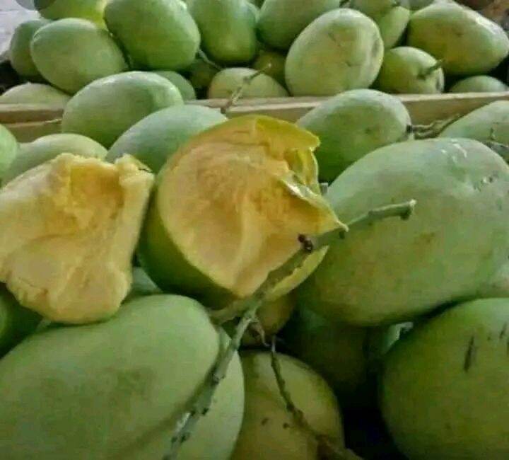 MANGGA MUDA SEGAR ASLI KOTA MANGGA | Lazada Indonesia