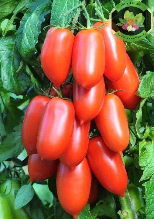 TOMAT CHERRY MERAH 100% FRESH ( 500 GRAM ) | Lazada Indonesia