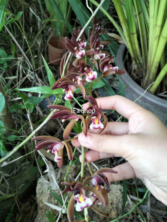 Orkid hutan putera | Lazada