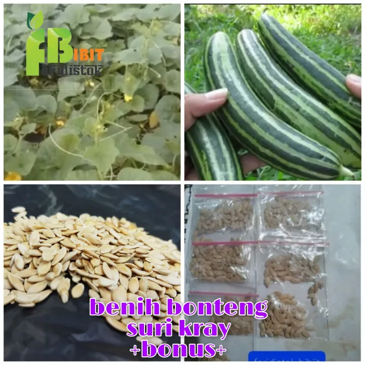 70 biji benih bonteng suri kray unggul | Lazada Indonesia