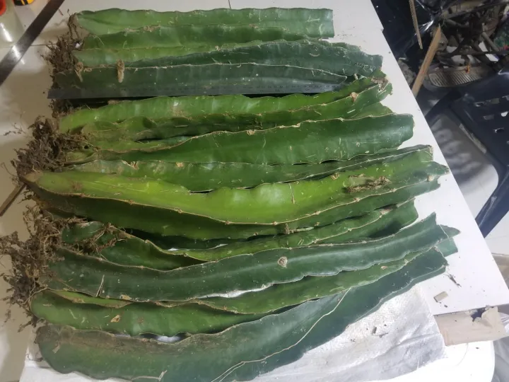 Rare!!Golden Yellow Dragon Fruit Cuttings(Australian ISIS variety ...