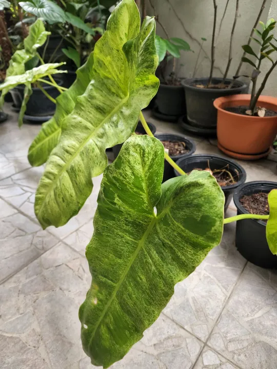 ฟิโรเดนดรอนพาไรโซ่ด่าง พาไรโซด่าง(ตัดข้อ) ใบใหญ่มาก ขนาด 25-40 cm ...