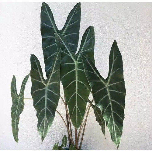 pokok keladi candid, Keladi Candik / Alocasia Longiloba KAMPUNG | Lazada