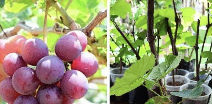 Grape Vine Live Plant - Catawba Red Variety Rooted | Lazada PH