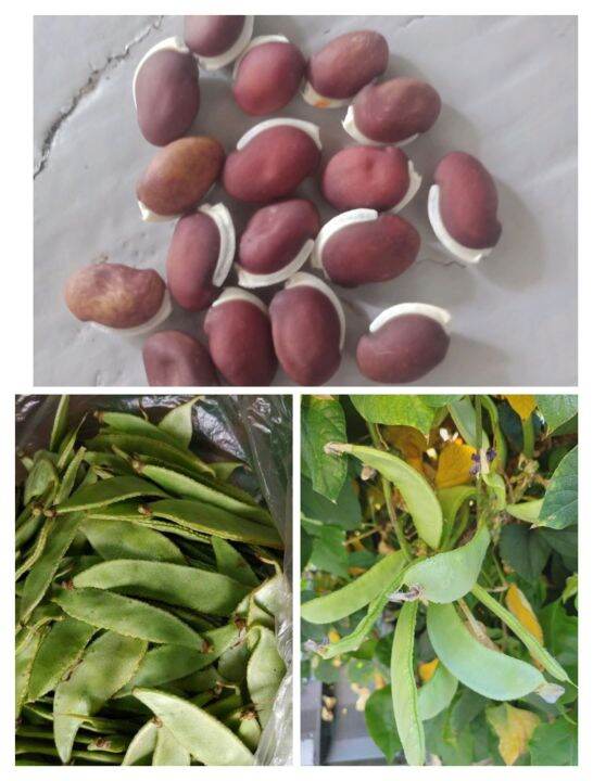 Bataw Green / Batao Seeds for planting (10Seeds) | Lazada PH