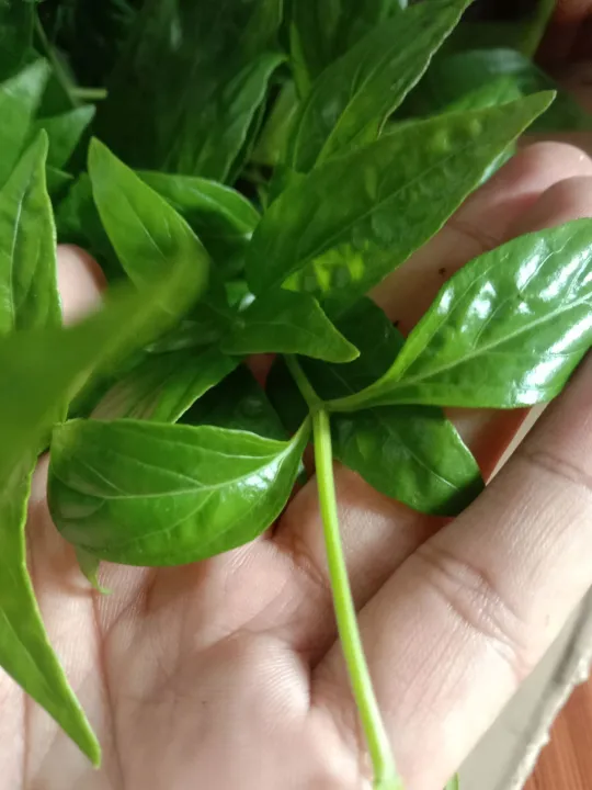 Serpentina Herbal | Lazada PH