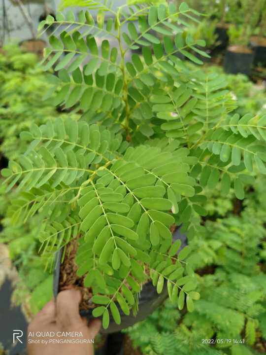 TANAMAN ASEM JAWA BAHAN BONSAI | Lazada Indonesia