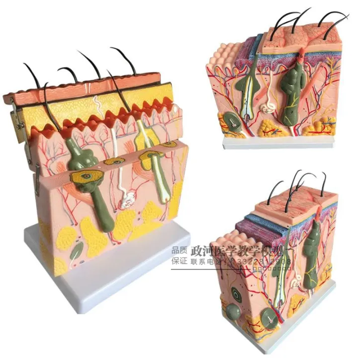 Human Skin Tissue Structure Enlarged Model Skin Section Anatomy Model ...