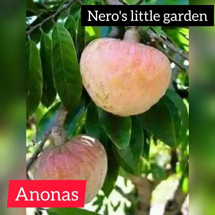 Nero's NLG0000018 anonas | Lazada PH