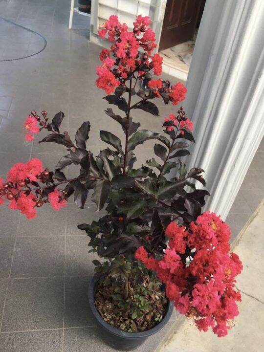 Black Diamond Red Crape Myrtles Tree 黑钻红杨紫薇树 (Small plant) | Lazada